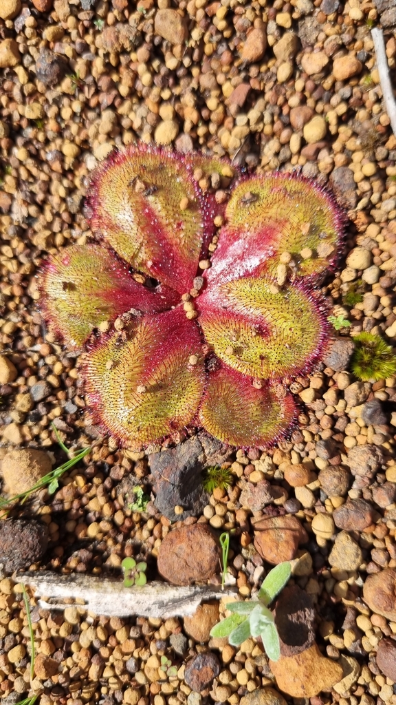 Drosera collina from Jarrahdale WA 6124, Australia on August 21, 2024 ...