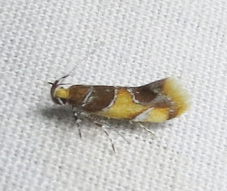 Orange-headed Callima Moth from Fairview, North Carolina on July 8 ...