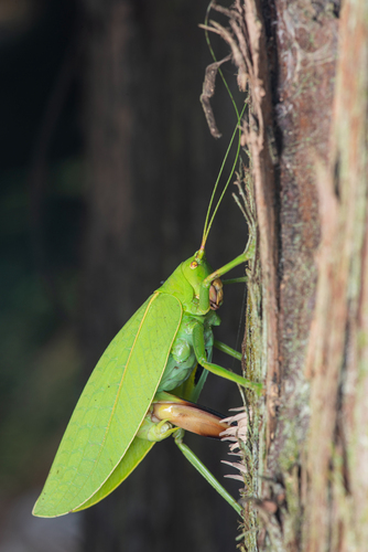 Orophyllus nigrisartorius · iNaturalist