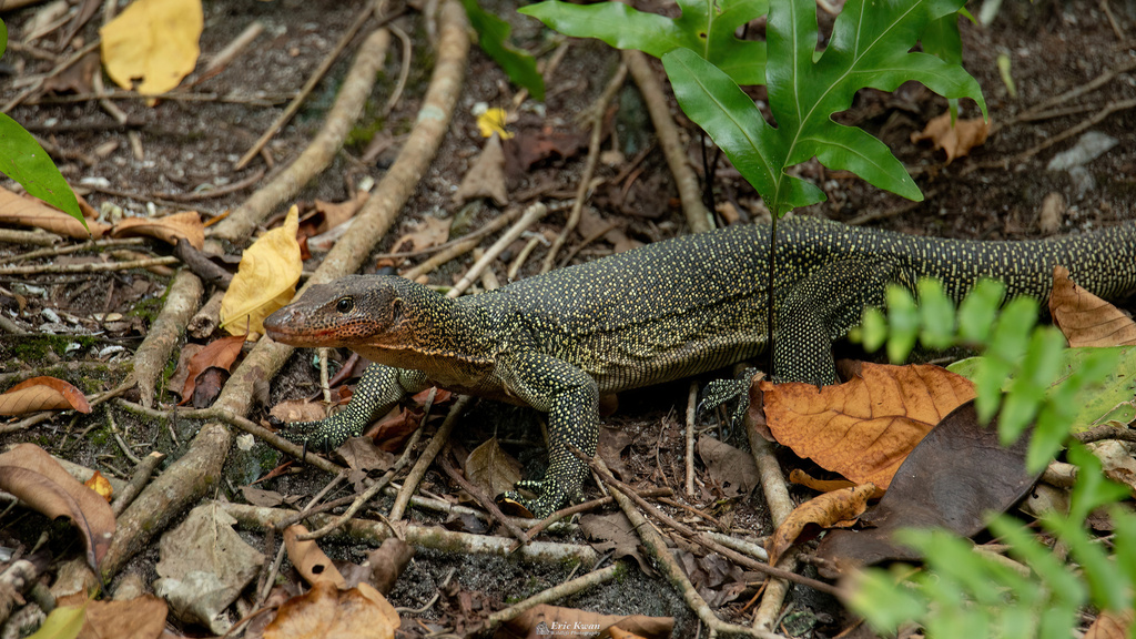 Bennett's Long-tailed Monitor from 帛琉柯羅州 on January 28, 2020 at 11:17 ...