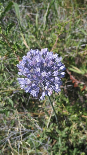 Allium caesium · iNaturalist