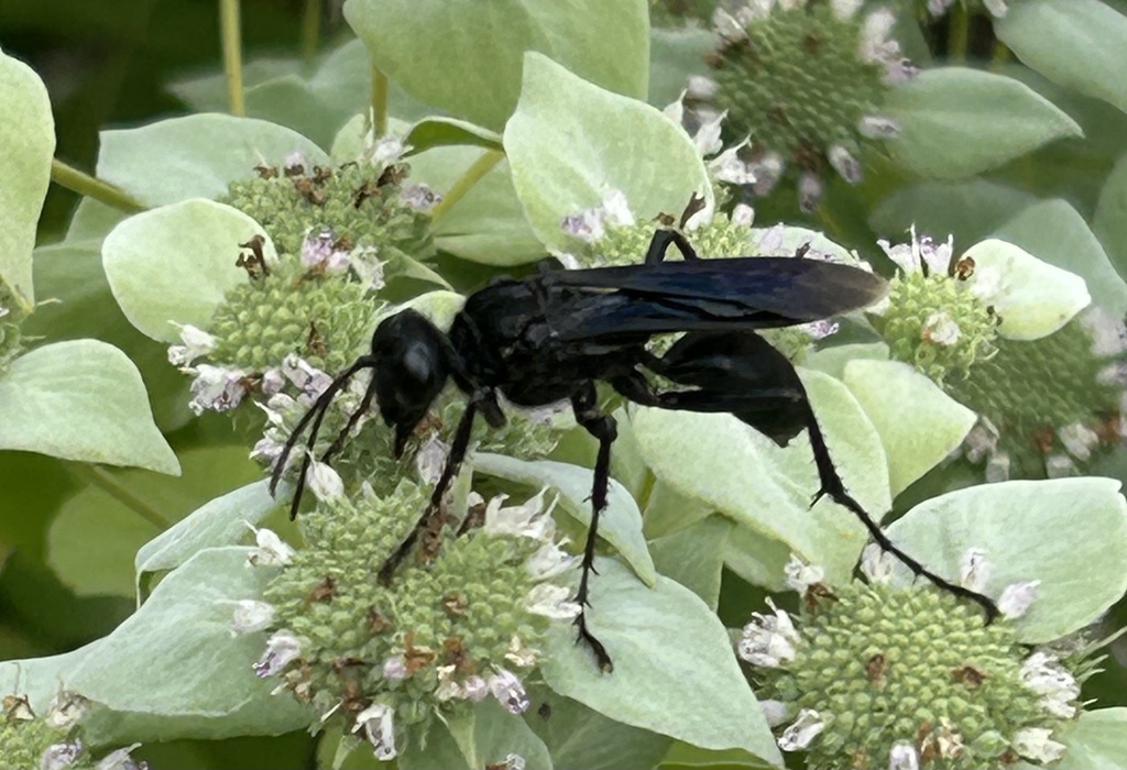 Great Black Digger Wasp from Main St, Jaffrey, NH, US on August 21 ...