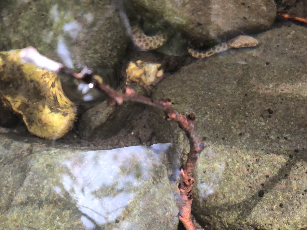 Narrowhead Garter Snake in June 2019 by Mike Rochford · iNaturalist