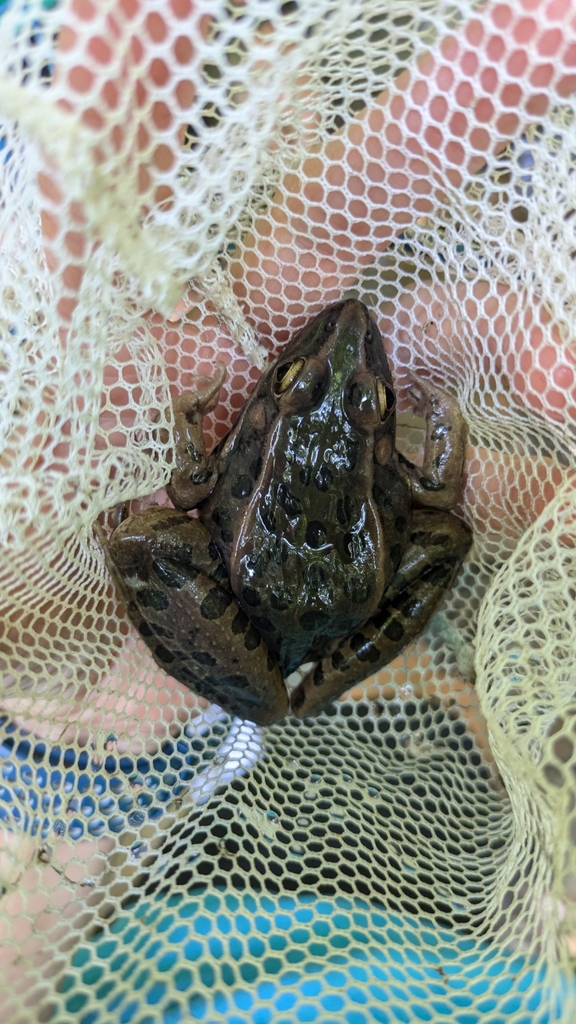 Southern Leopard Frog from Steele Creek, Charlotte, NC, USA on August ...