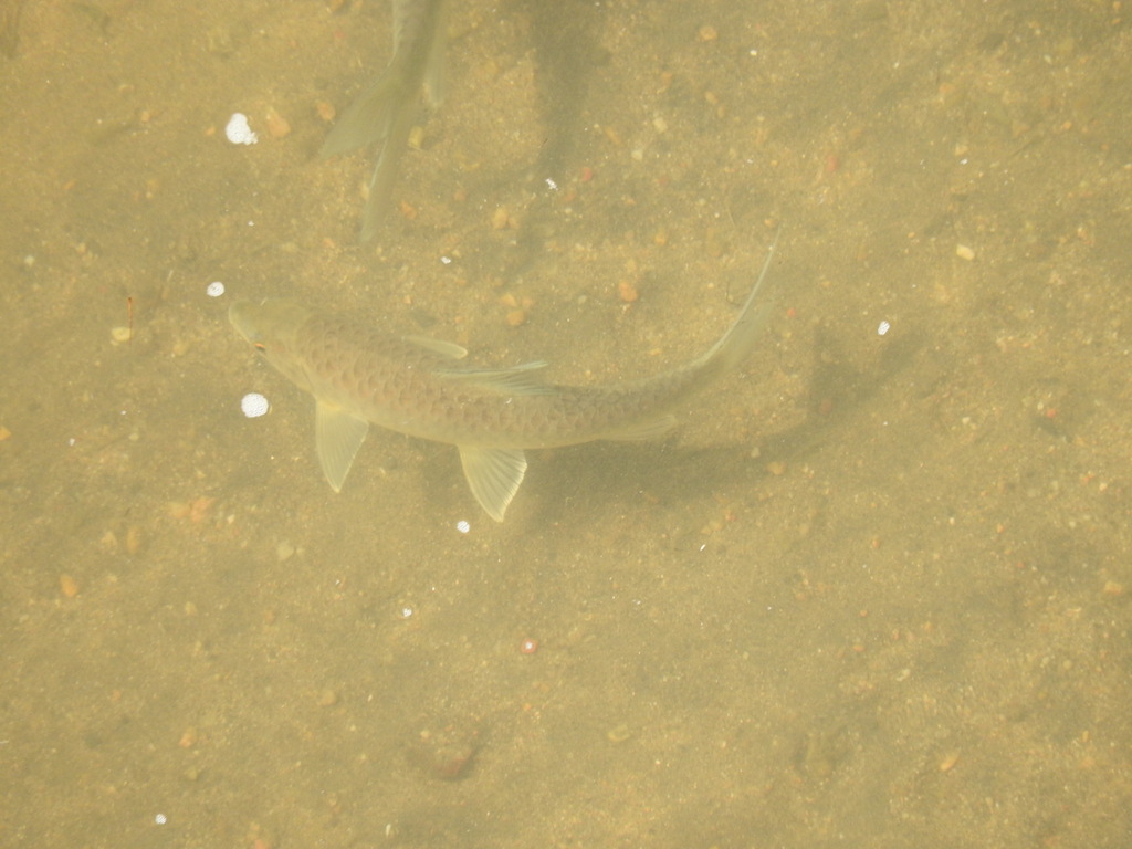 Large-scale Yellowfish from Ehlanzeni District Municipality, South ...