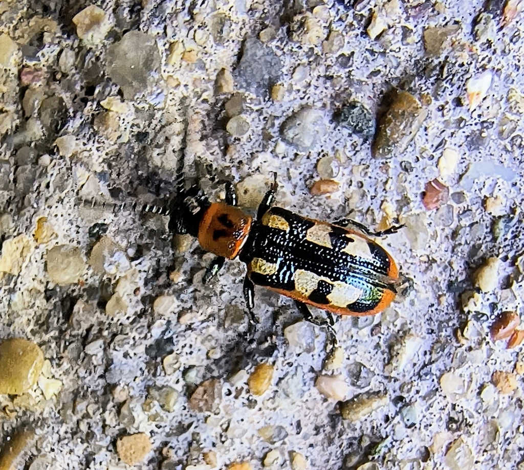 Common Asparagus Beetle from Tunbridge Township, IL, USA on August 21 ...