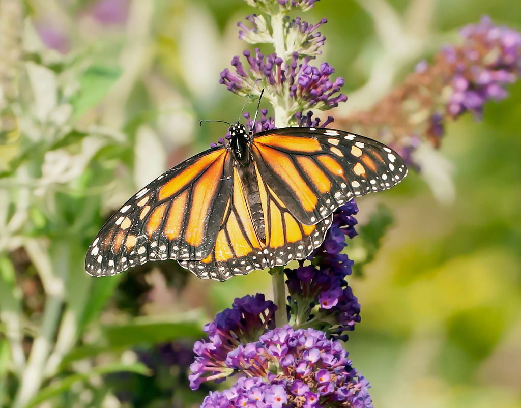 Monarch from Josephine County, US-OR, US on July 9, 2015 at 02:48 AM by ...