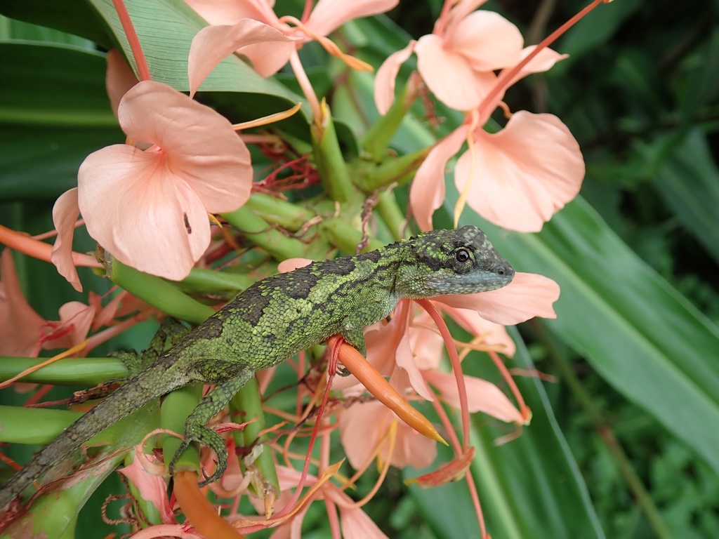 Diploderma polygonatum xanthostomum in June 2019 by fish2bug · iNaturalist