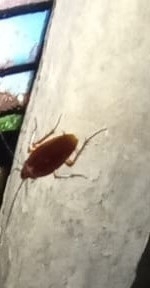 American Cockroach from Panamá, Provincia de Panamá, Panamá on August ...