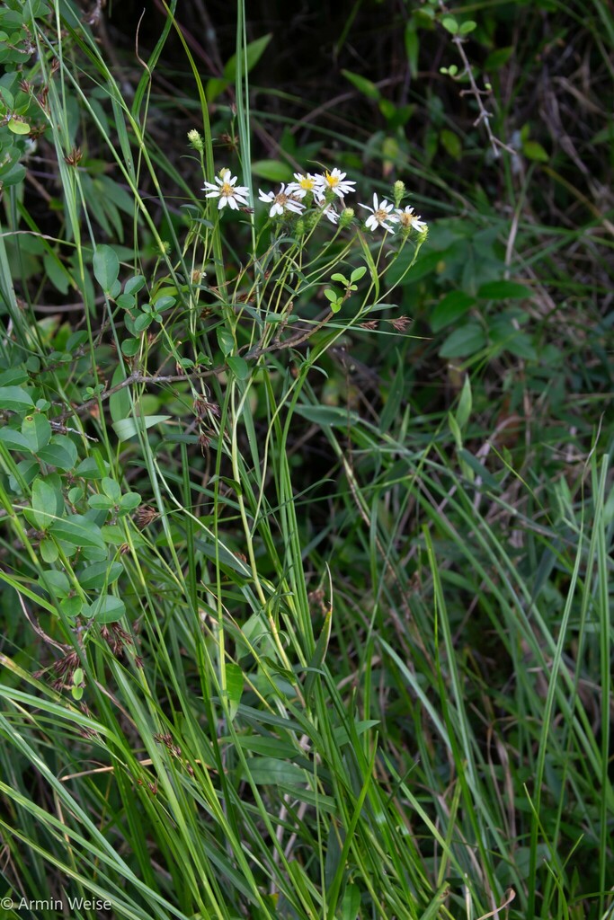 Alexander's rock aster in August 2023 by Armin Weise · iNaturalist