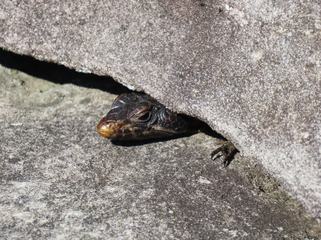 Western Cape Crag Lizard from Table Mountain National Park, Cape Town ...