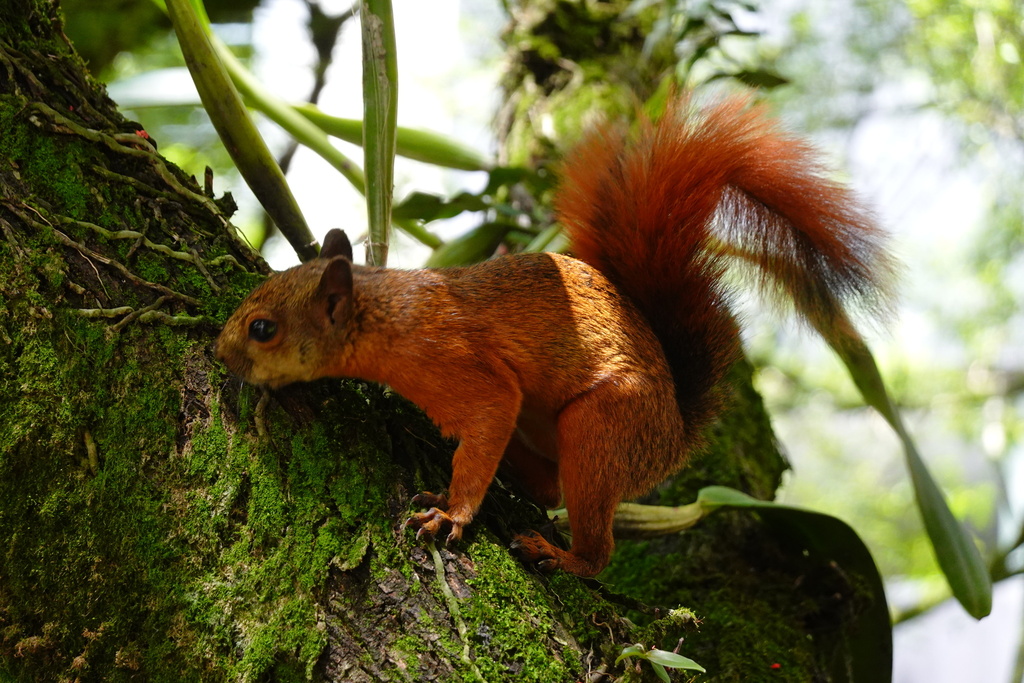 Red-tailed Squirrel from La Aguacatala, El Poblado, Medellín, El ...