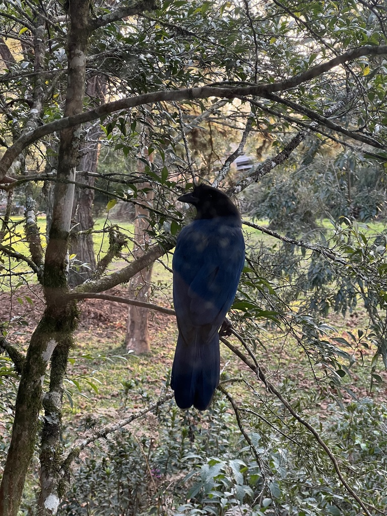 Azure Jay in July 2024 by Danilo Lessa Bernardineli · iNaturalist