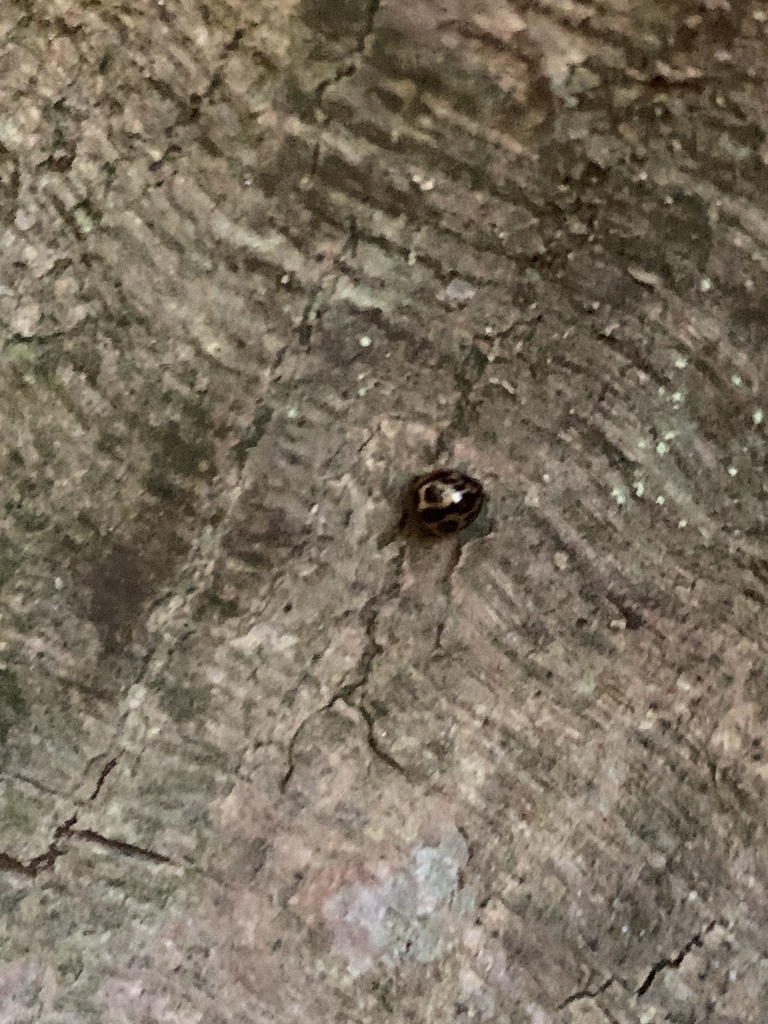 Derispia from Nara Park, Nara, Nara, JP on August 22, 2024 at 09:24 AM ...