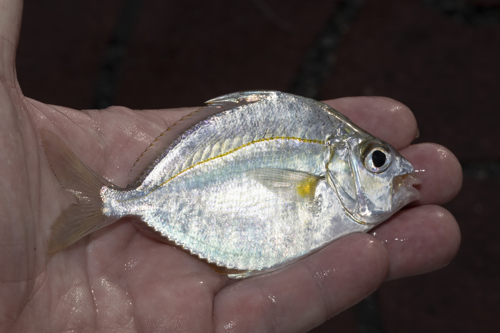 Jones' Pony Fish from East, Singapore on August 21, 2024 at 05:50 PM by ...