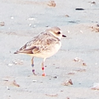 Snowy Plover from Clatsop County, OR, USA on August 20, 2024 at 07:57 ...