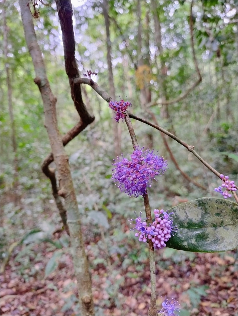 Memecylon edule from Kadumane Estate, Karnataka, India on January 08 ...