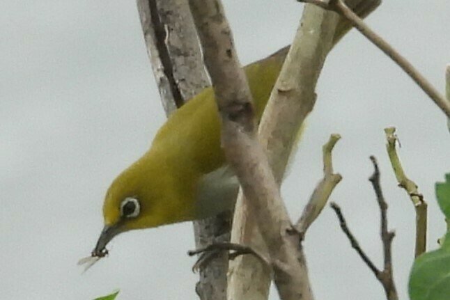 Indian White-eye from XV6X+RJM, Hulimangala-Hosakote, Hulimangala ...