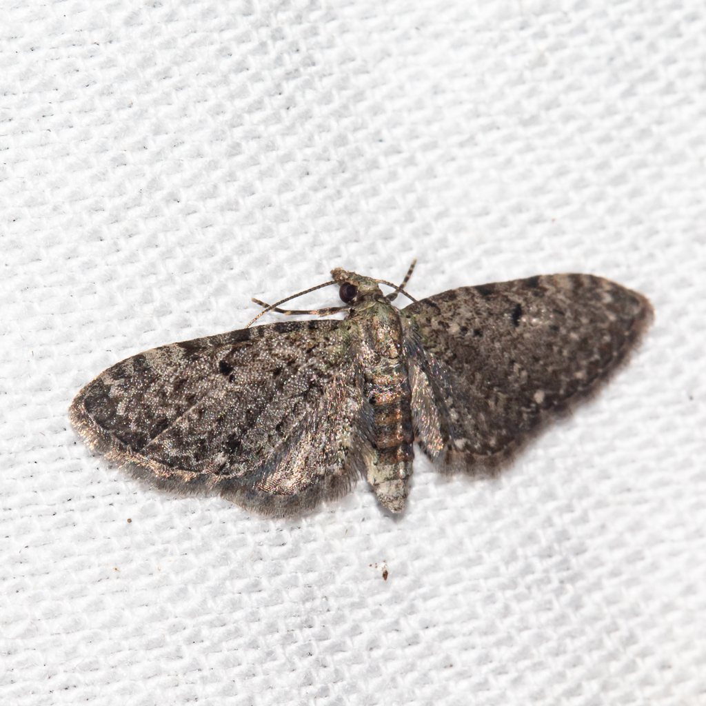 Common Eupithecia Moth from Anne Arundel County, MD, USA on June 28 ...