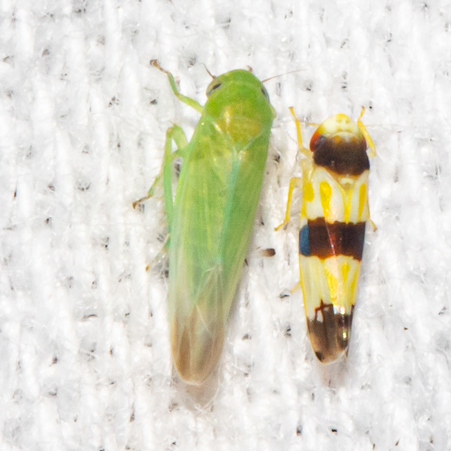 Balclutha from Anne Arundel County, MD, USA on June 28, 2024 at 11:10 ...