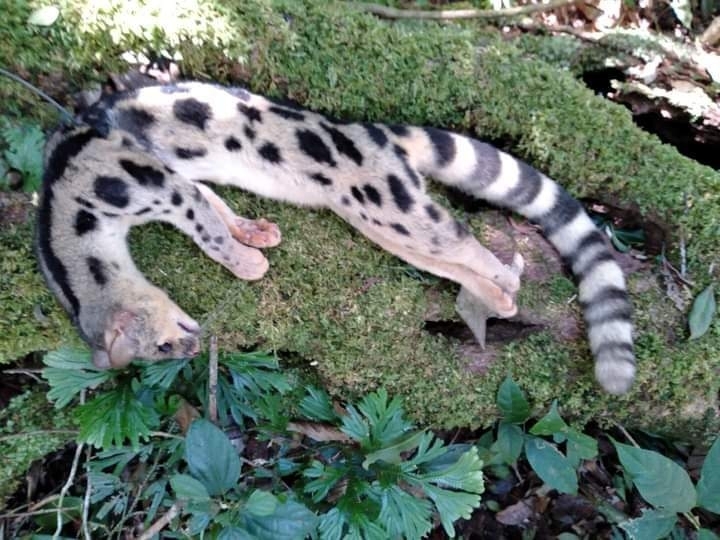 Spotted Linsang from MPQP+GGW, Hòa Sơn, Ninh Sơn, Ninh Thuận, Việt Nam ...