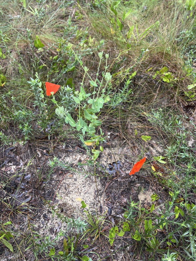 Wide-leaf warea in August 2024 by rmulholl · iNaturalist