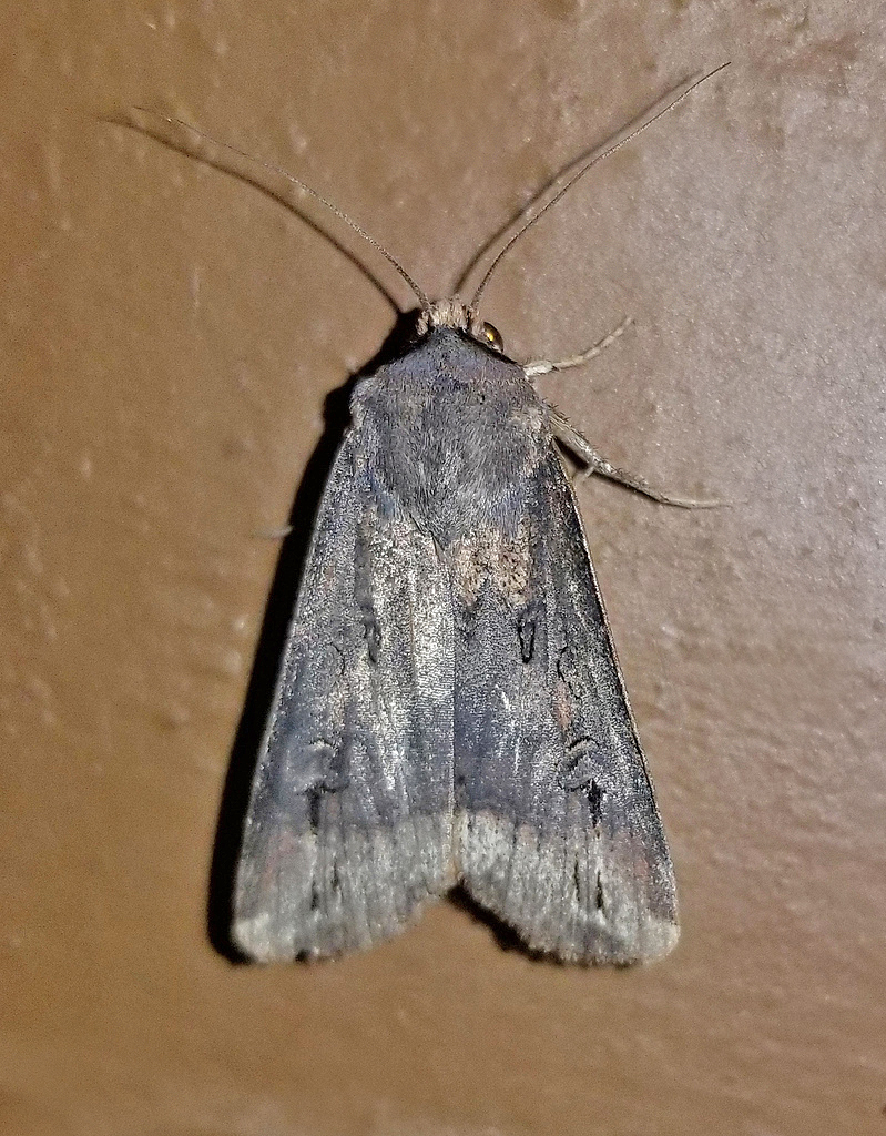 Ipsilon Dart Moth from Fentress County, TN, USA on August 21, 2024 at ...