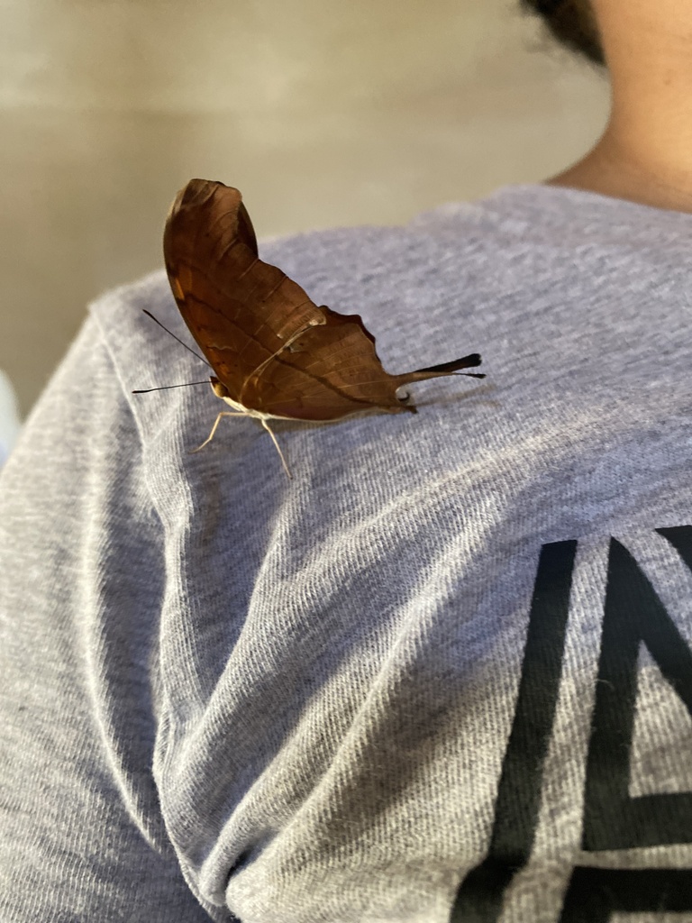 Butterflies and Moths from Tulum, Q. Roo., MX on August 4, 2024 at 11: ...