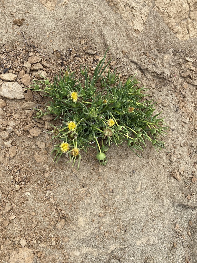 Pig's-root from Baker Beach, San Francisco, CA, US on August 21, 2024 ...
