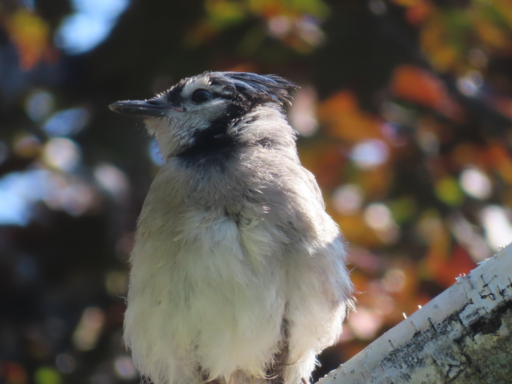 Blue Jay from Green St, Saugeen Shores, ON, CA on August 22, 2024 at 10 ...