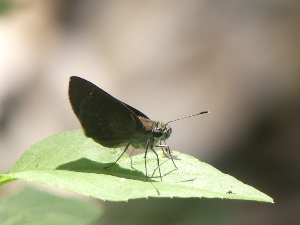 Three-spotted Skipper from North Port, FL, USA on August 19, 2024 at 10 ...