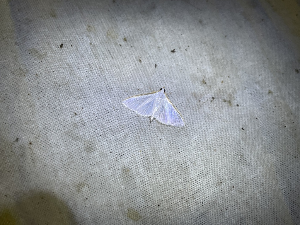 Jasmine Moth from Puntarenas Province, Monteverde, Costa Rica on August ...