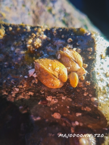 Brachidontes granulata · iNaturalist