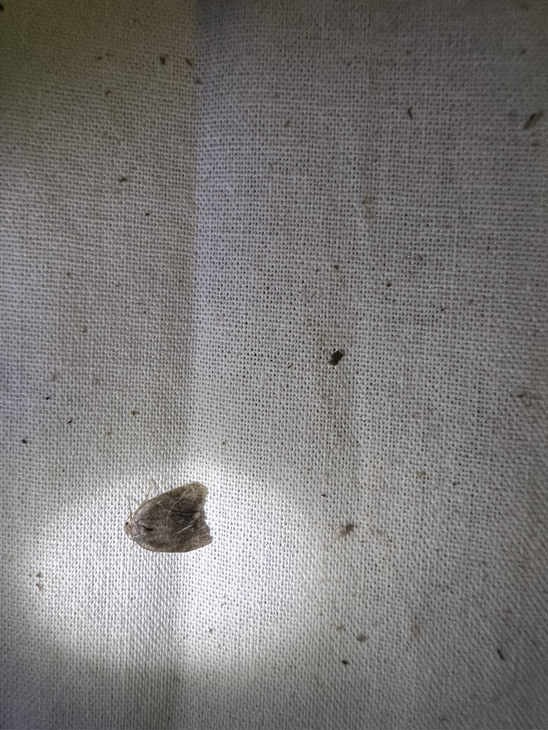 Winged and Once-winged Insects from Puntarenas Province, Monteverde ...