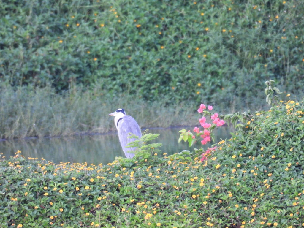 Grey Heron from RJHM+G82 Bingipura Lake, Dargah, S Bingipura Lake Rd ...