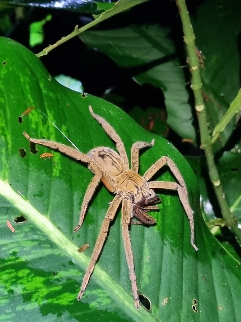 Wolf Spiders and Allies from Río Blanco, Limón, Costa Rica on August 2 ...