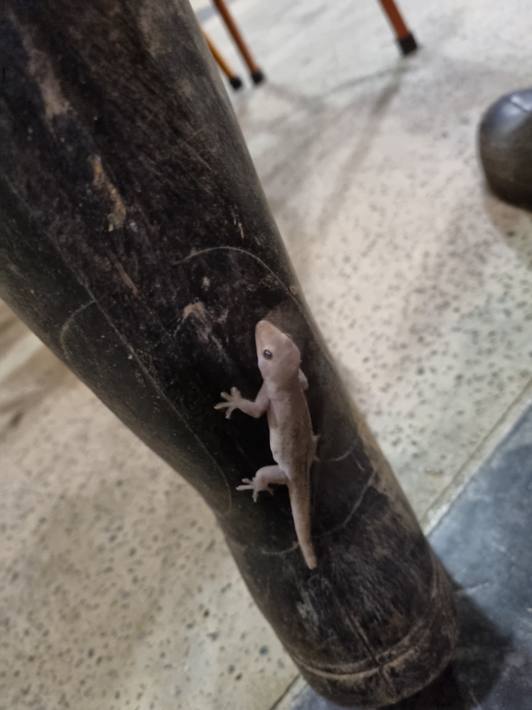 Typical Geckos from Río Blanco, Limón, Costa Rica on August 1, 2024 at ...