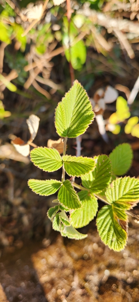 Ceylon Raspberry from Thaba Chweu Local Municipality, South Africa on ...