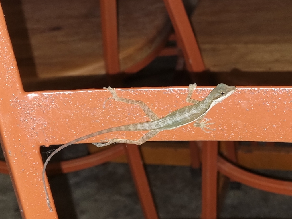 Stream Anole from Río Blanco, Limón, Costa Rica on August 1, 2024 at 06 ...