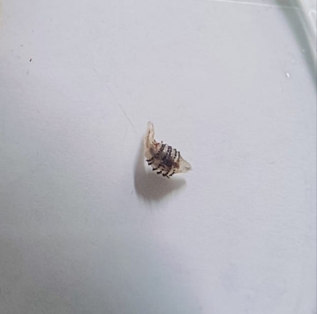 Human Botfly from 6CX9+G2, 48417 Mayto, Jal., Mexico on August 8, 2024 ...