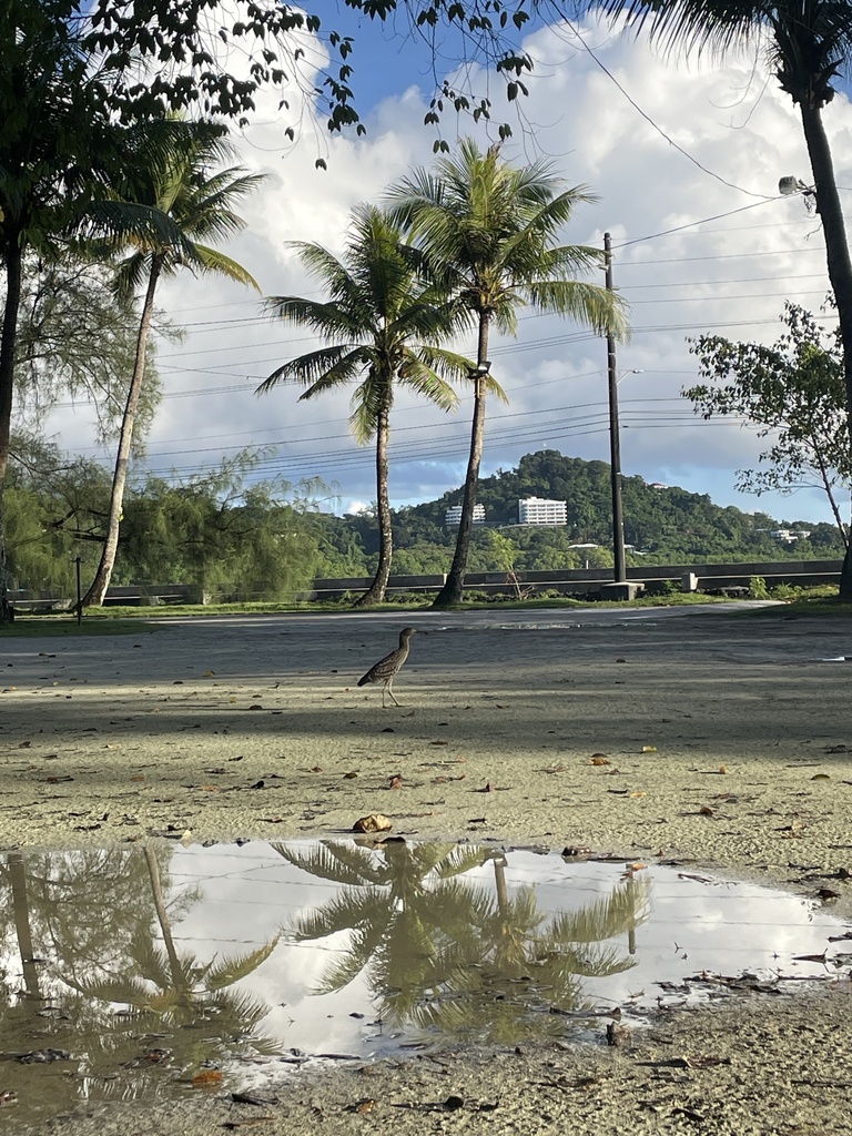 Nankeen Night Heron from Ngermalk Trail, Palau, PW on August 23, 2024 ...