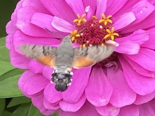 Eurasian Hummingbird Hawkmoth from Hood St NE, Salem, OR, US on August ...