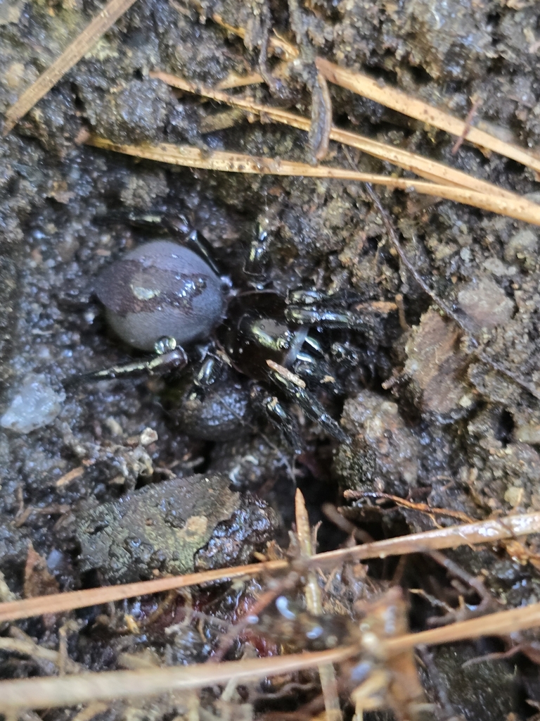 Ummidia from Wake County, US-NC, US on August 22, 2024 at 04:35 PM by ...