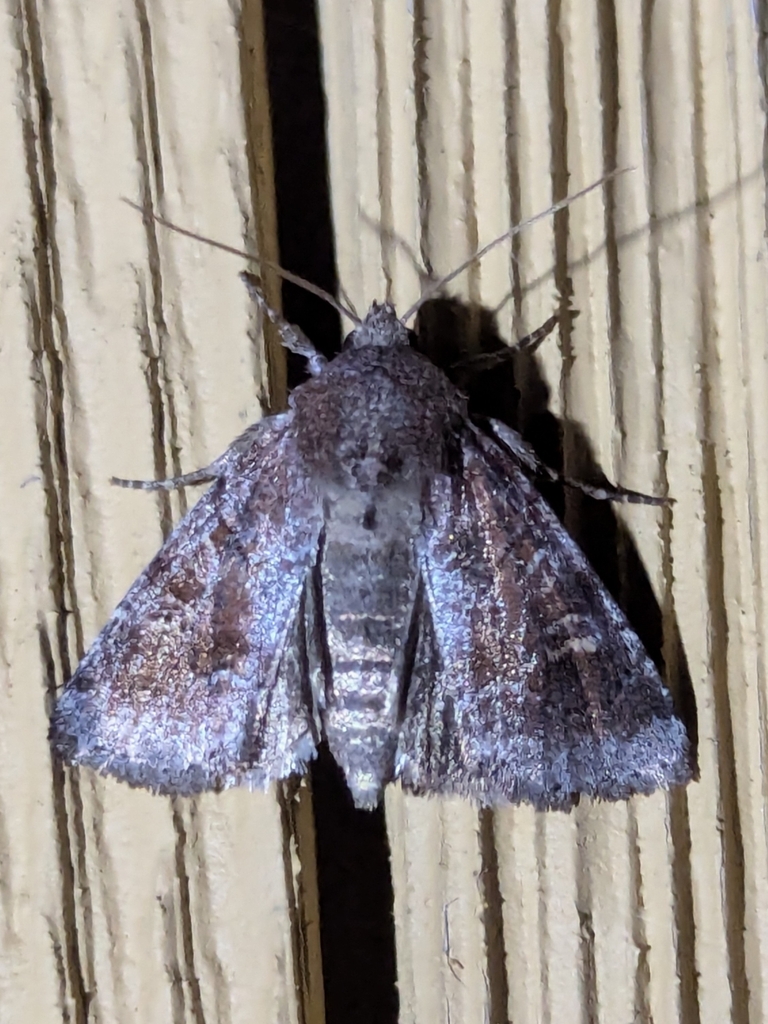 Small Brocade from Saint-Pierre 97500, Saint-Pierre-et-Miquelon on ...