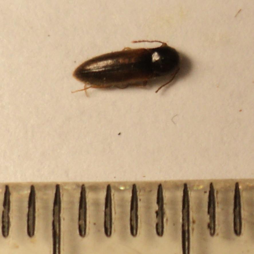 small click beetle from Подольск, Московская обл., Россия on June 17 ...