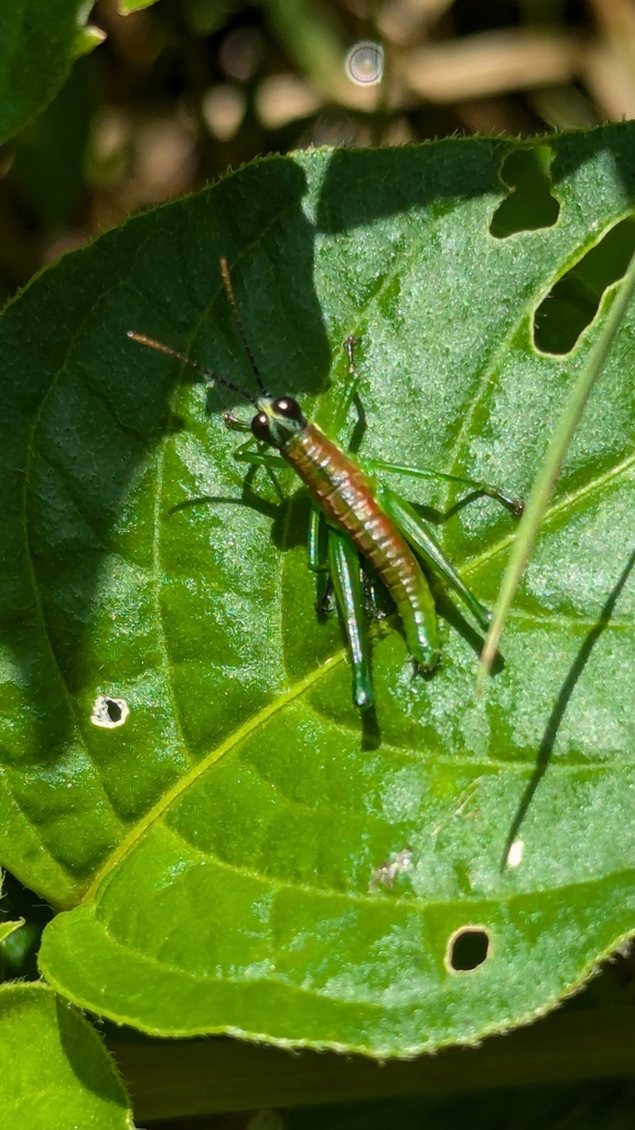 Grasshoppers, Crickets, and Katydids from Cascajal, San José, Vázquez ...