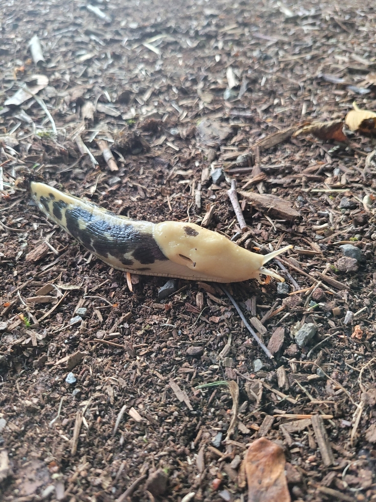 Pacific Banana Slug from Cougar Mountain, Bellevue, WA, USA on August ...