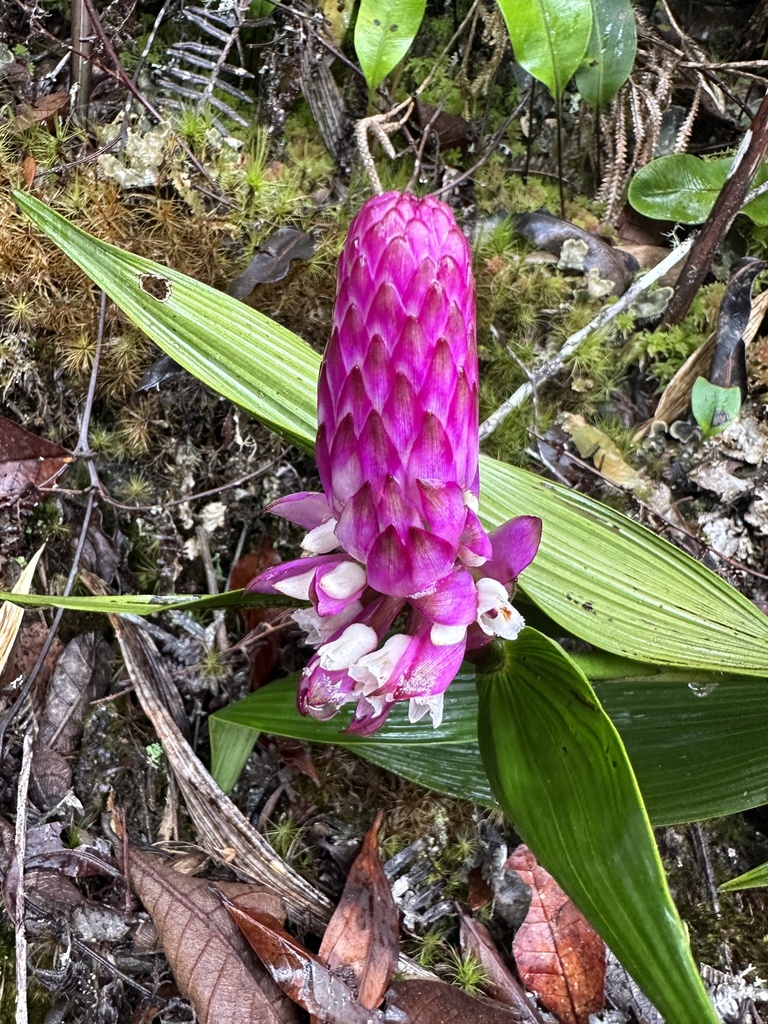 Elleanthus from Cuzco, PE on January 26, 2024 at 09:39 AM by Dylan ...