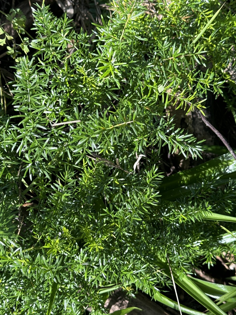 African Asparagus from Parklands Rd, Mount Colah, NSW, AU on August 23 ...