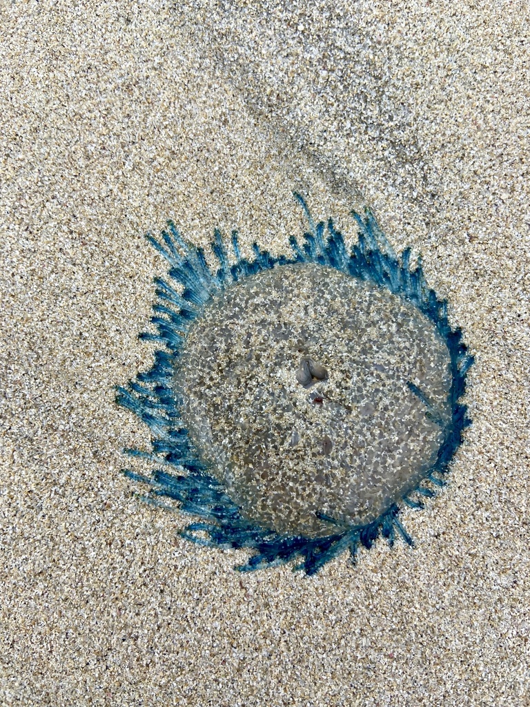 Blue Button from Poza de las Diablas, Isabela, Galapagos, EC on August ...